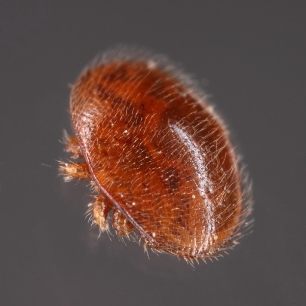 Warroza - jak z nią walczyć? – Pszczeli Azyl